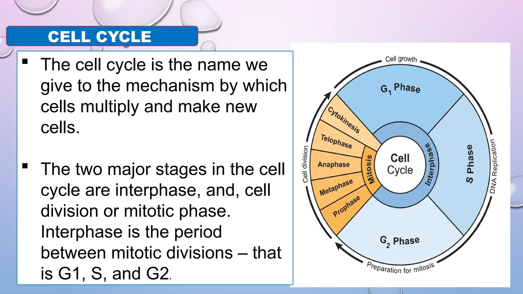 Stages of Mitosis for grade seven q2.pptx