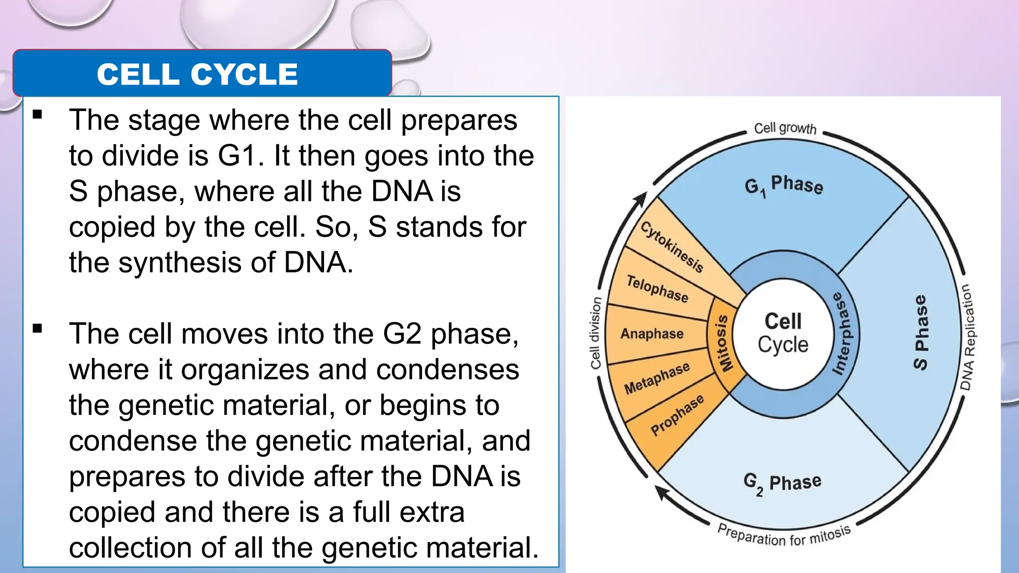 Stages of Mitosis for grade seven q2.pptx