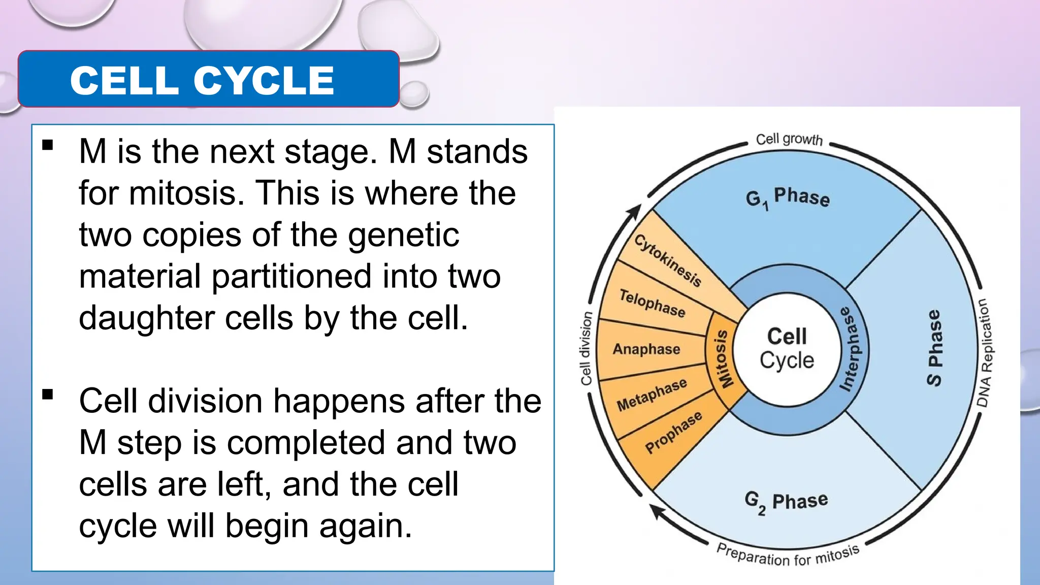 Stages of Mitosis for grade seven q2.pptx