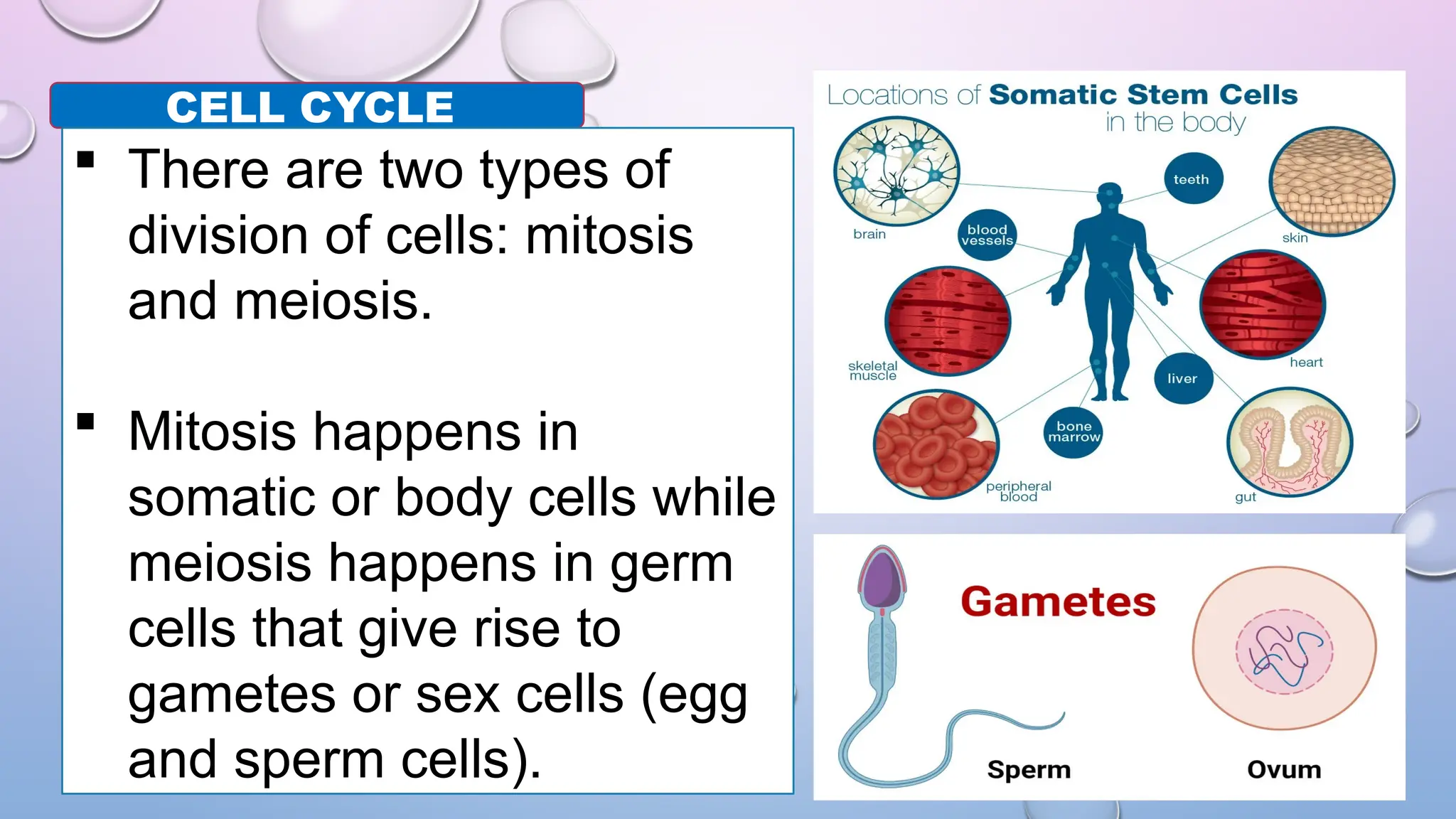 Stages of Mitosis for grade seven q2.pptx