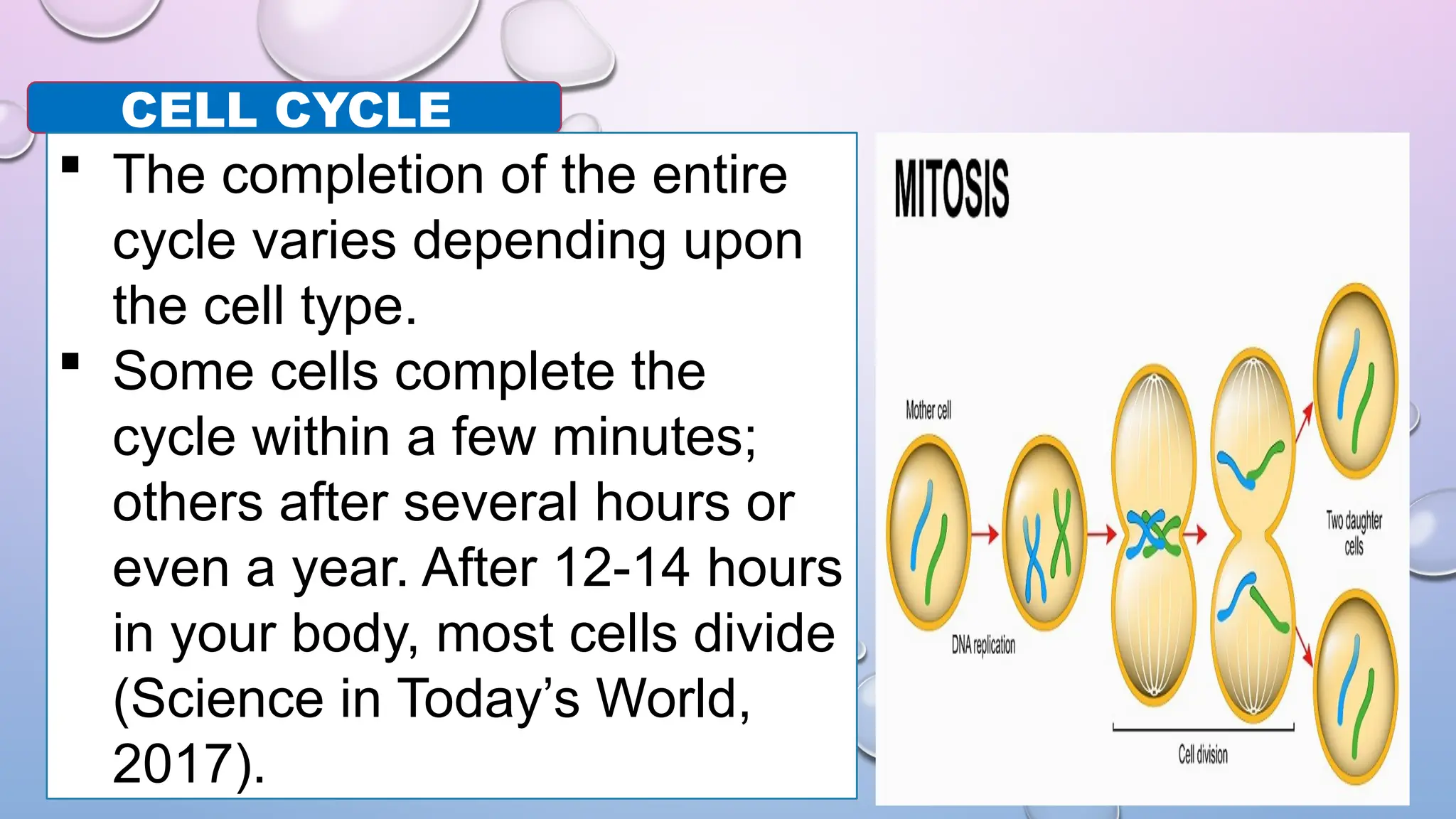 Stages of Mitosis for grade seven q2.pptx