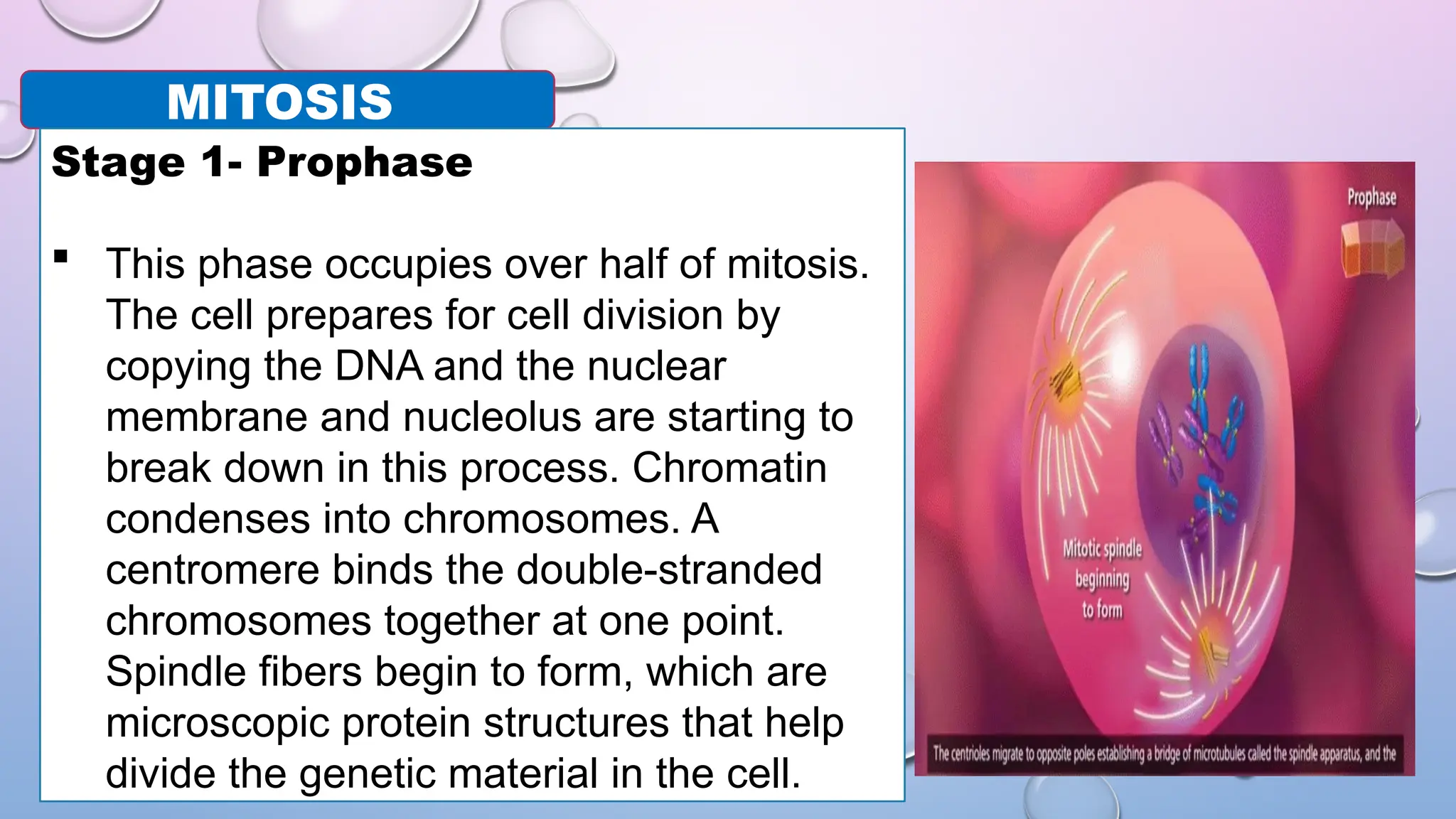 Stages of Mitosis for grade seven q2.pptx