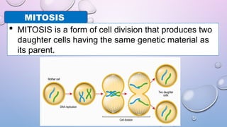 Stages of Mitosis for grade seven q2.pptx