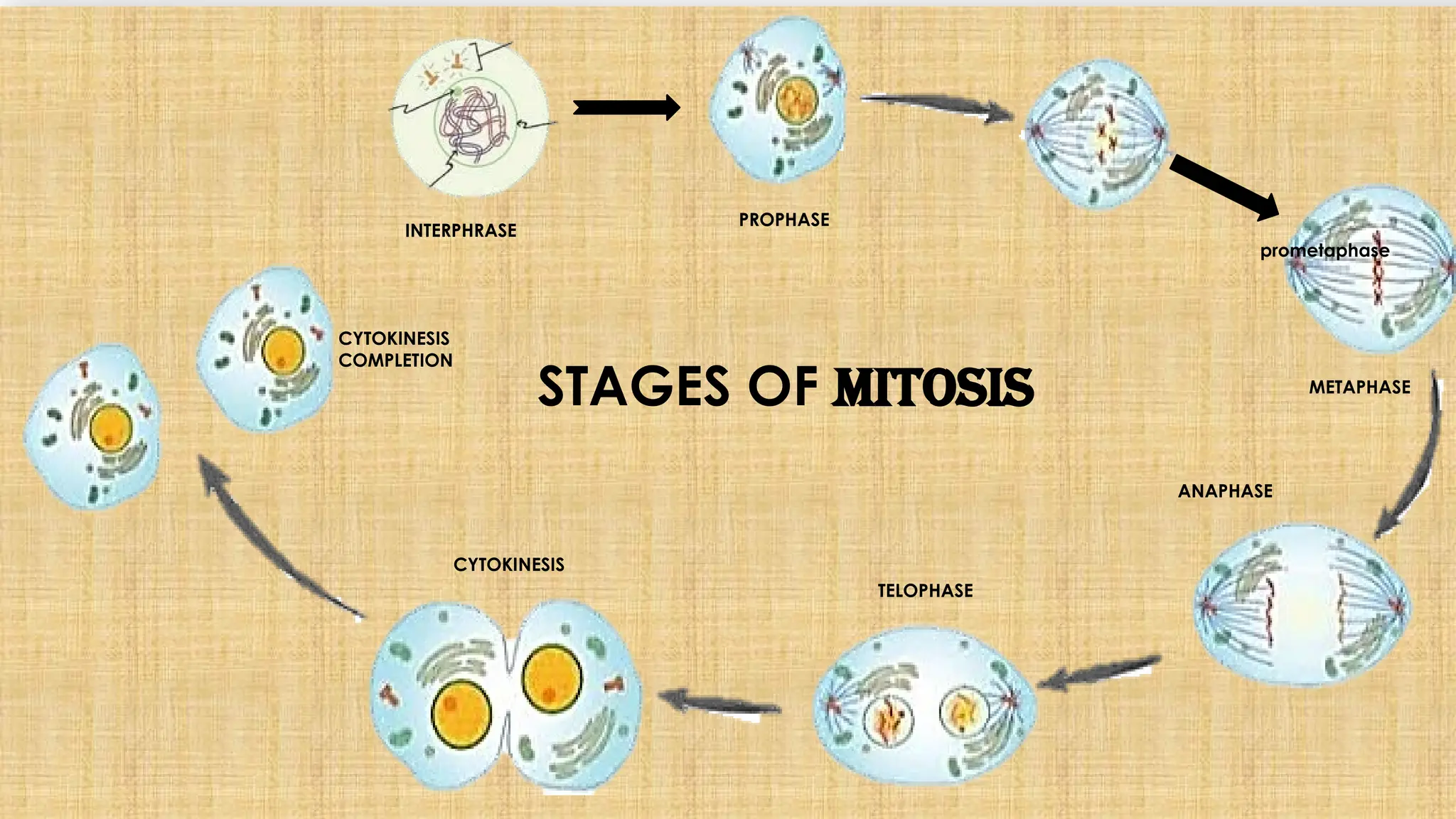 Stages_of_Mitosis.pptxjhhhohiguuguuguiklgig | PPTX