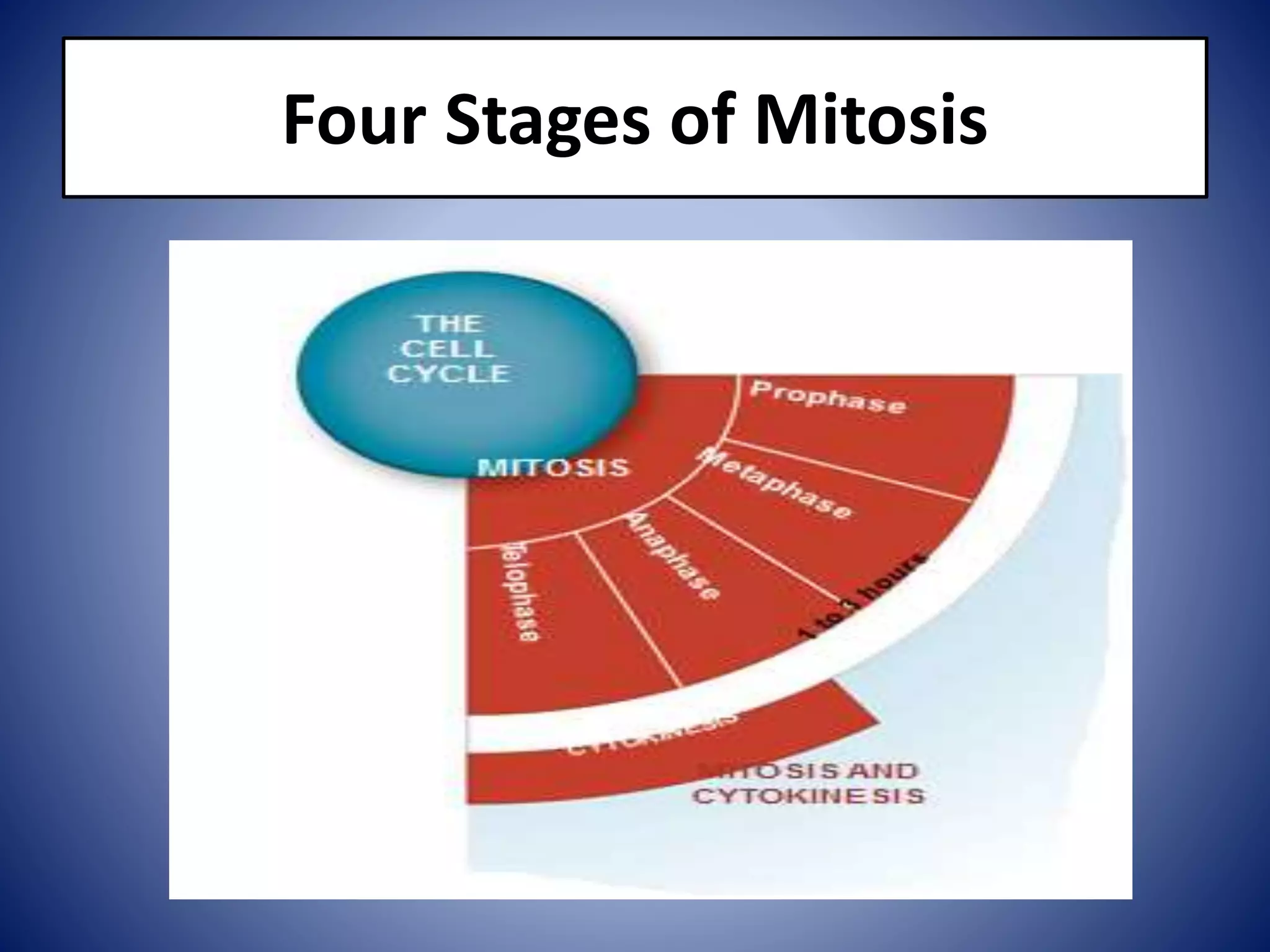 Stages of mitosis final project itp | PPTX