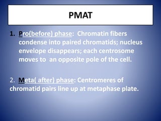 Stages of mitosis final project itp | PPT