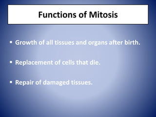 Stages of mitosis final project itp | PPT