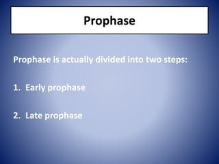 Stages of mitosis final project itp | PPT