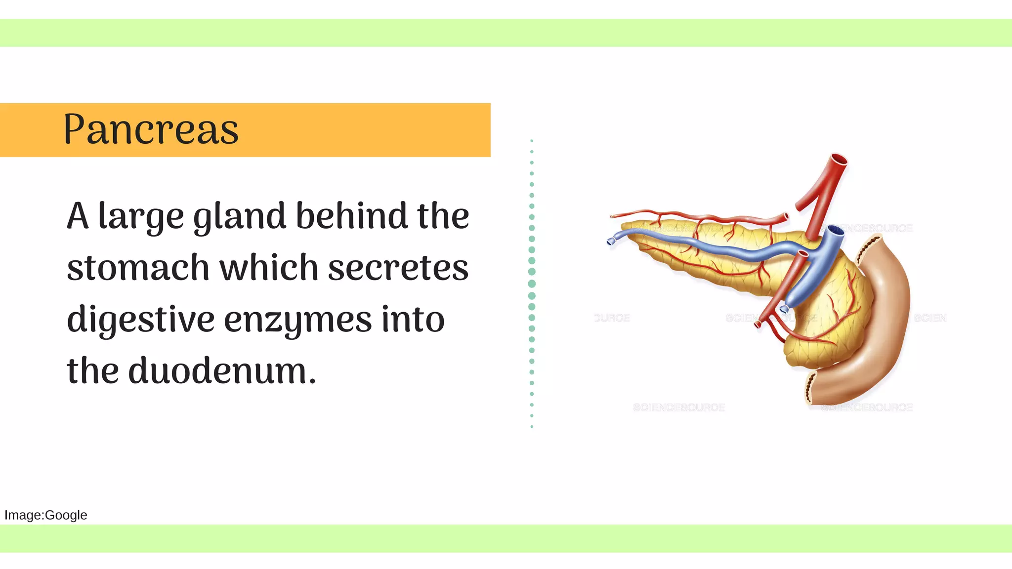 Stages of Pancreatic Cancer | PDF | Endocrine and Metabolic Diseases ...