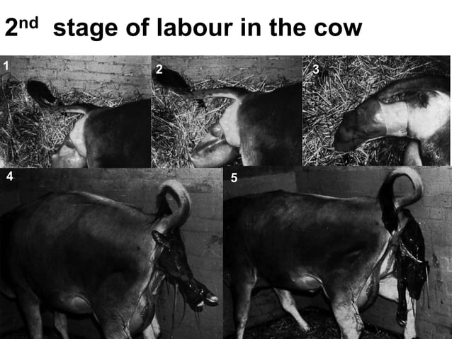 Stages of parturition in farm animals. | PPTX
