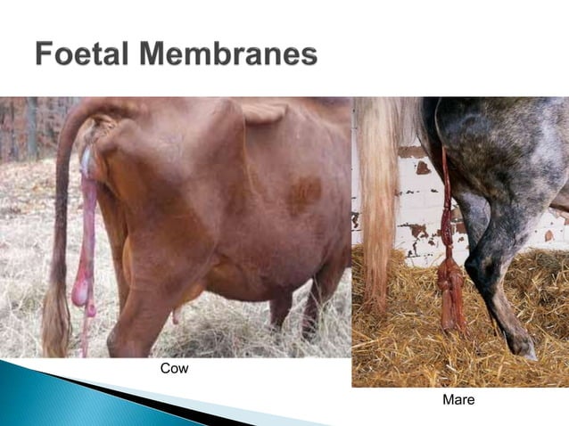 Stages of parturition in farm animals. | PPTX