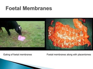 Stages of parturition in farm animals. | PPTX