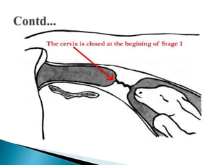 Stages of parturition in farm animals. | PPTX
