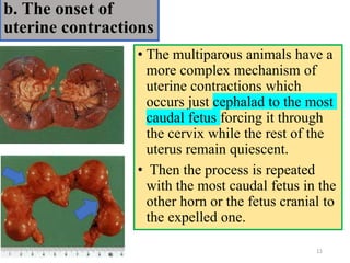 Presentation about STAGES OF PARTURITION.pdf