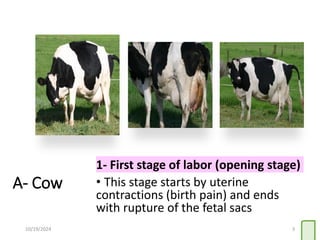 Presentation about STAGES OF PARTURITION.pdf