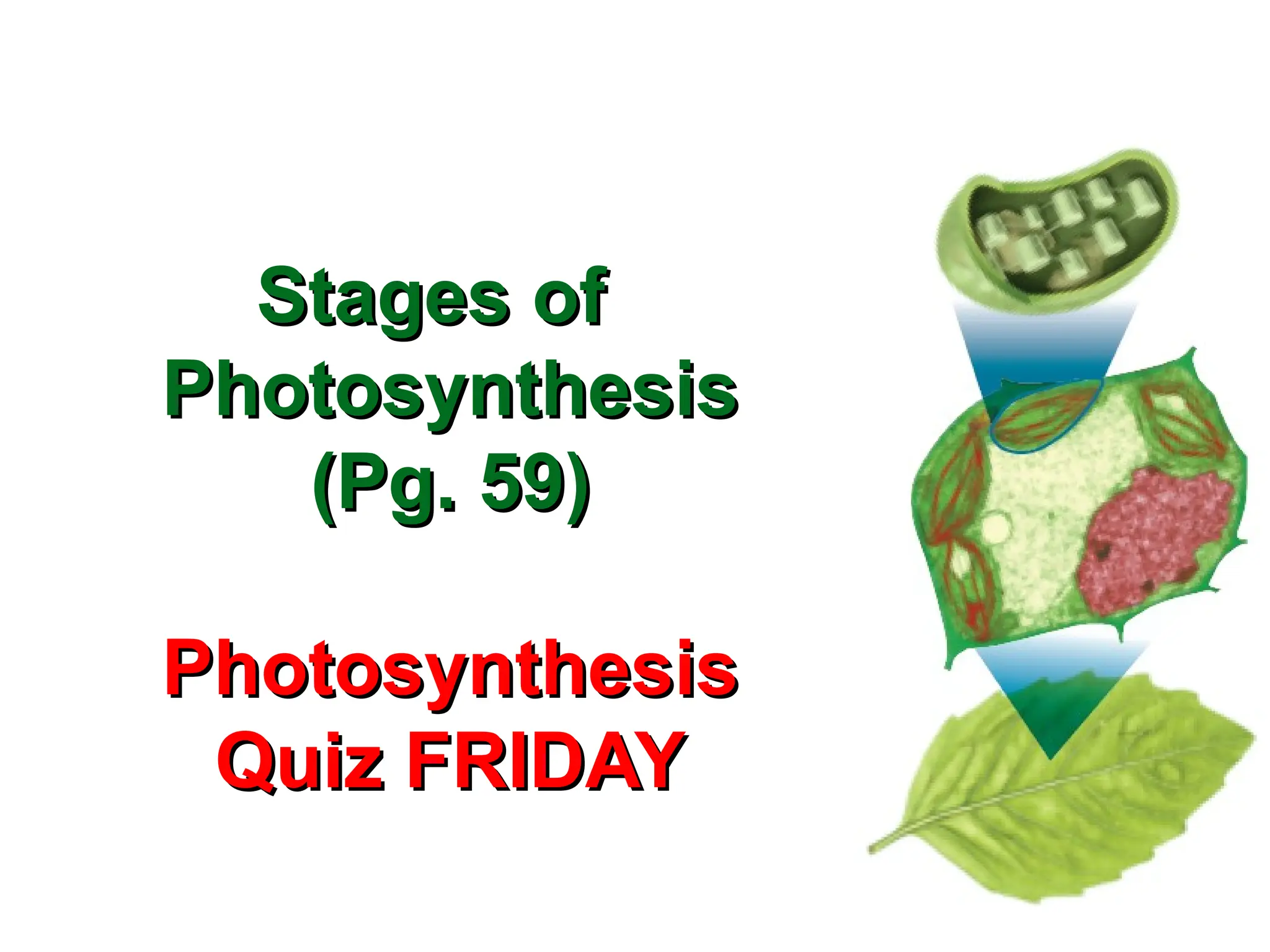 Stages of Photosynthesis WITH QUIZ AND ACTICITIES | PPT