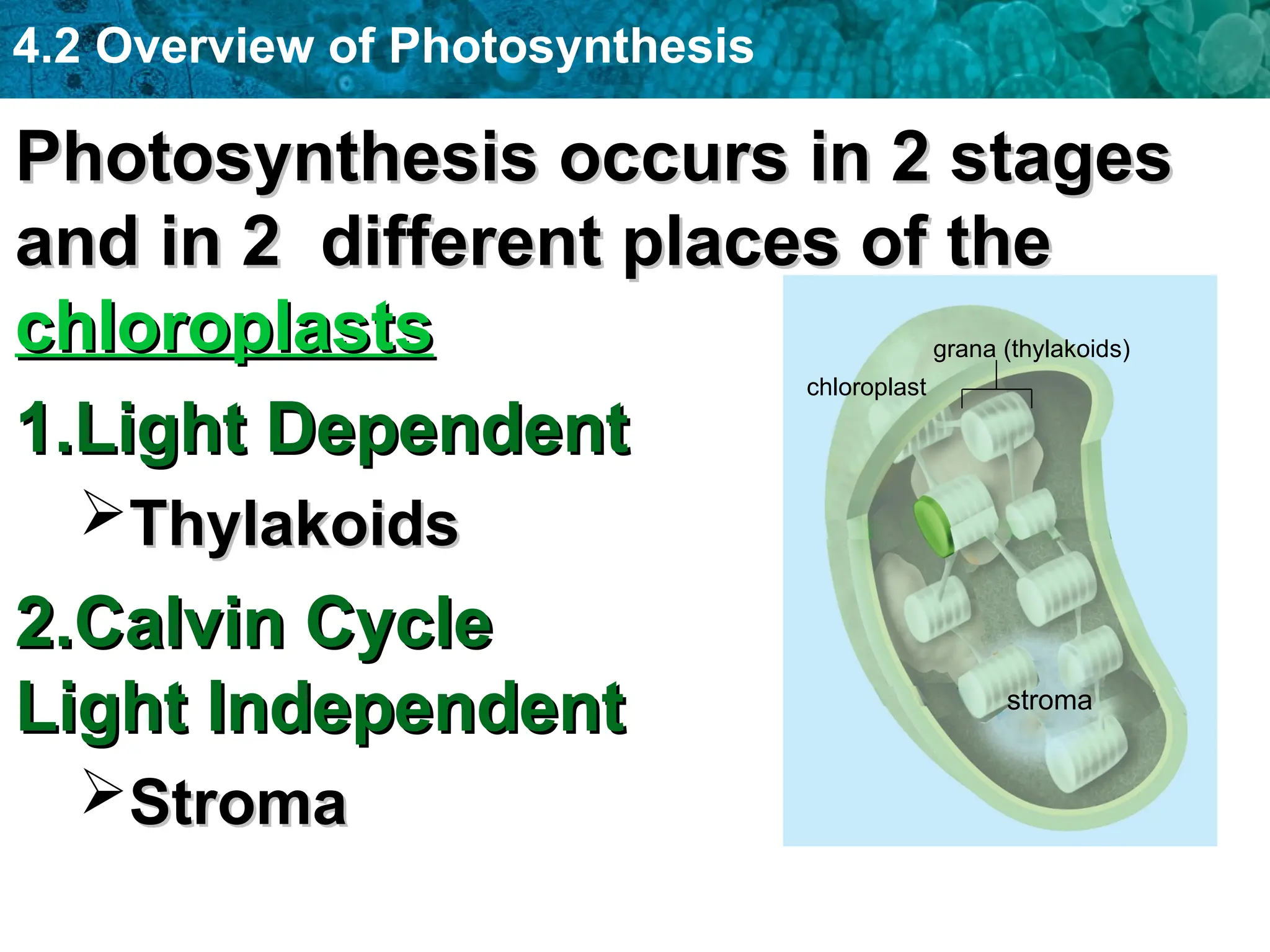 Stages of Photosynthesis WITH QUIZ AND ACTICITIES | PPT