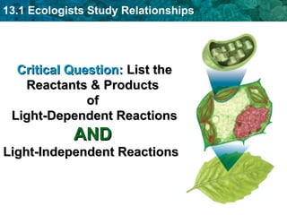 Stages of Photosynthesis WITH QUIZ AND ACTICITIES | PPT
