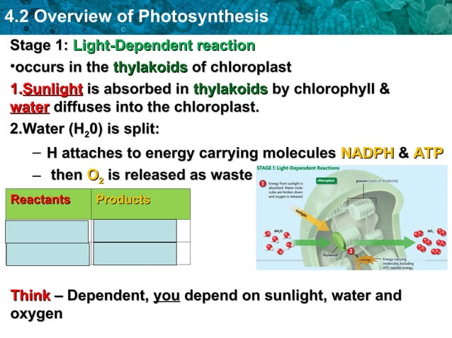 Stages of Photosynthesis WITH QUIZ AND ACTICITIES | PPT