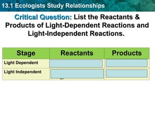 Stages of Photosynthesis WITH QUIZ AND ACTICITIES | PPT