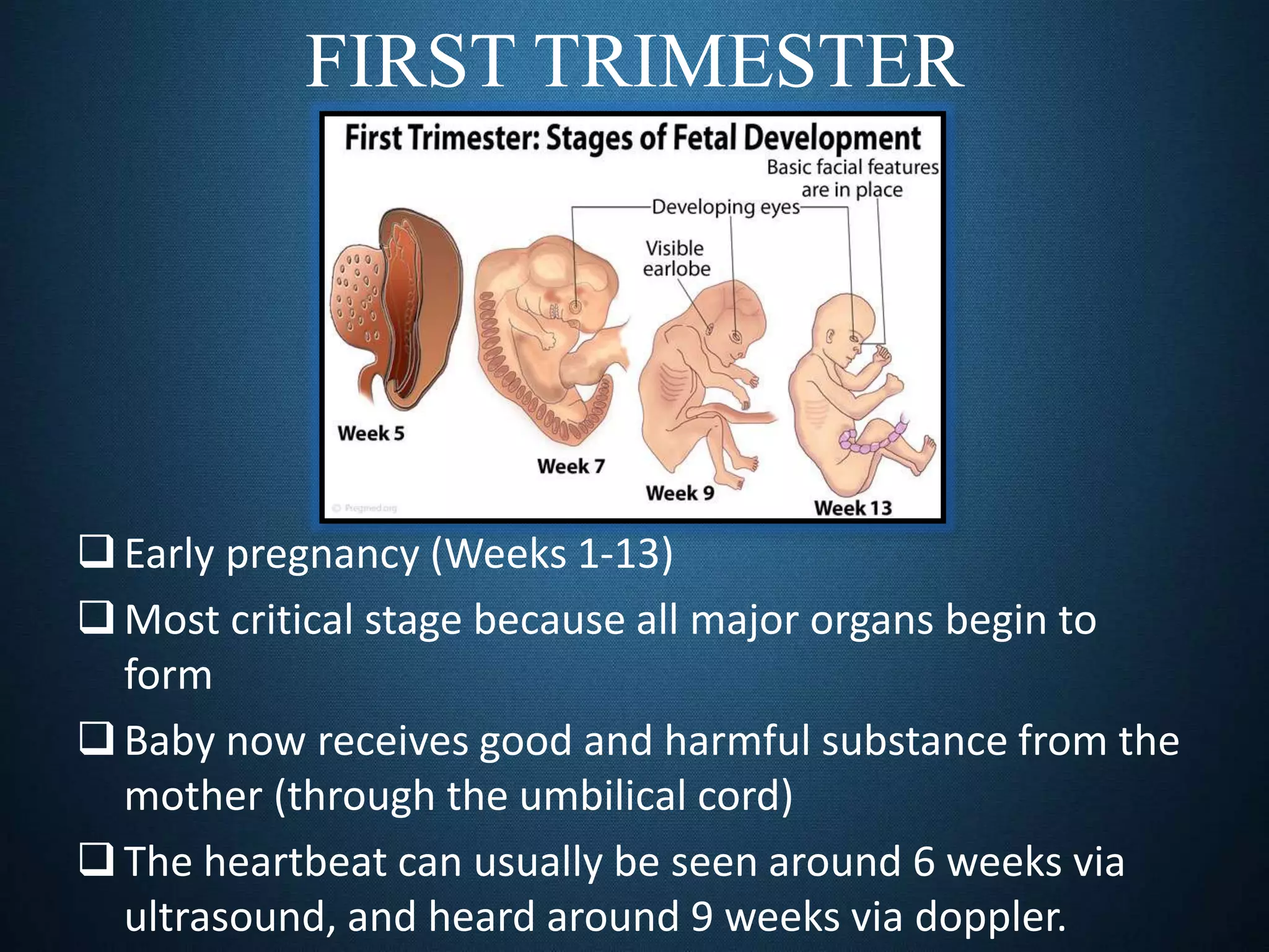 Stages of pregnancy | PPTX