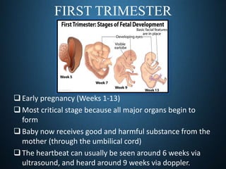 Stages of pregnancy | PPTX