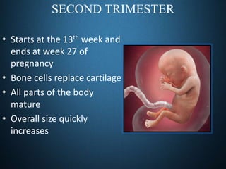 Stages of pregnancy | PPTX