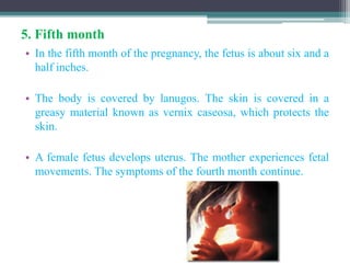 Stages of pregnancy month by month | PPTX