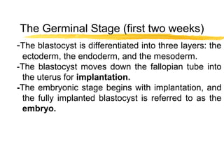 Stages of prenatal devt | PPT