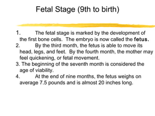 Embryonic Stage Of Prenatal Development