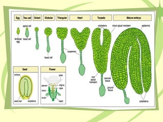 Stages of seed development | PPTX