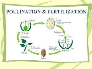 Stages of seed development | PPTX