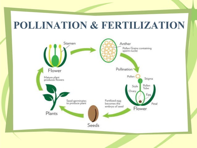 Stages of seed development | PPT