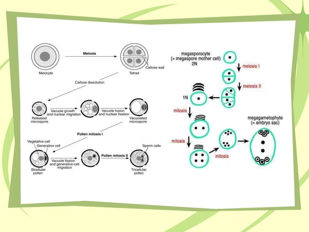 Stages of seed development | PPT