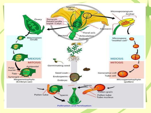Stages of seed development | PPTX | Agriculture | Industries