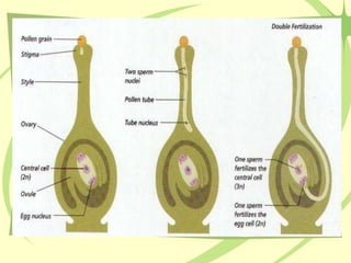 Stages of seed development | PPTX