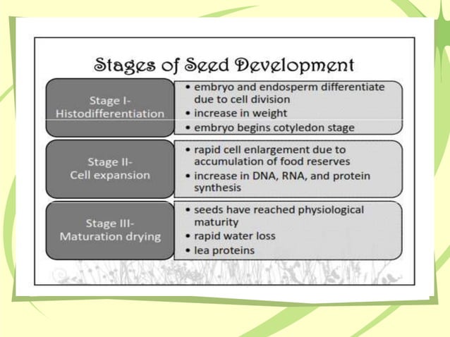 Stages of seed development | PPTX | Agriculture | Industries