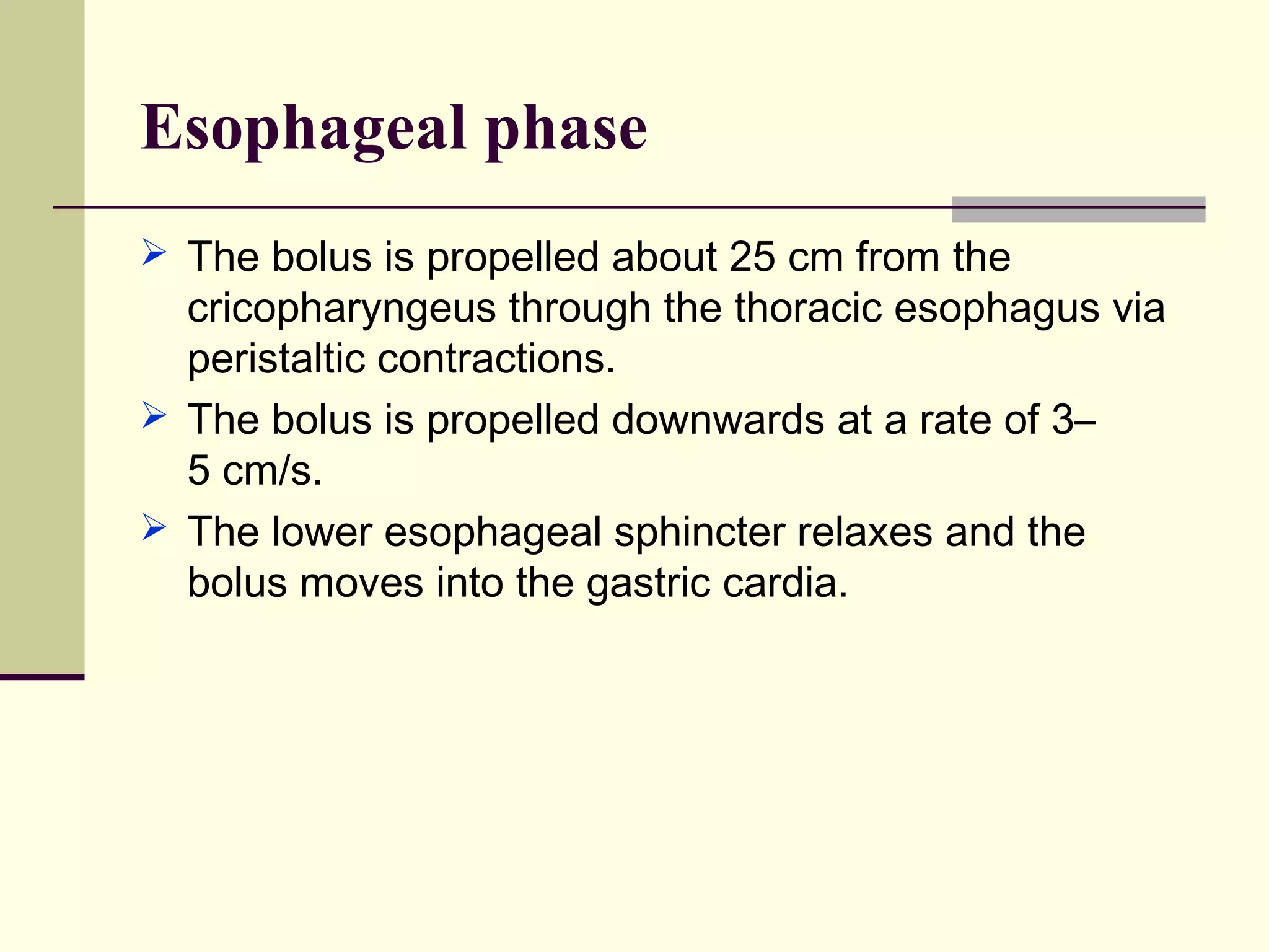 Stages of swallowing | PPT