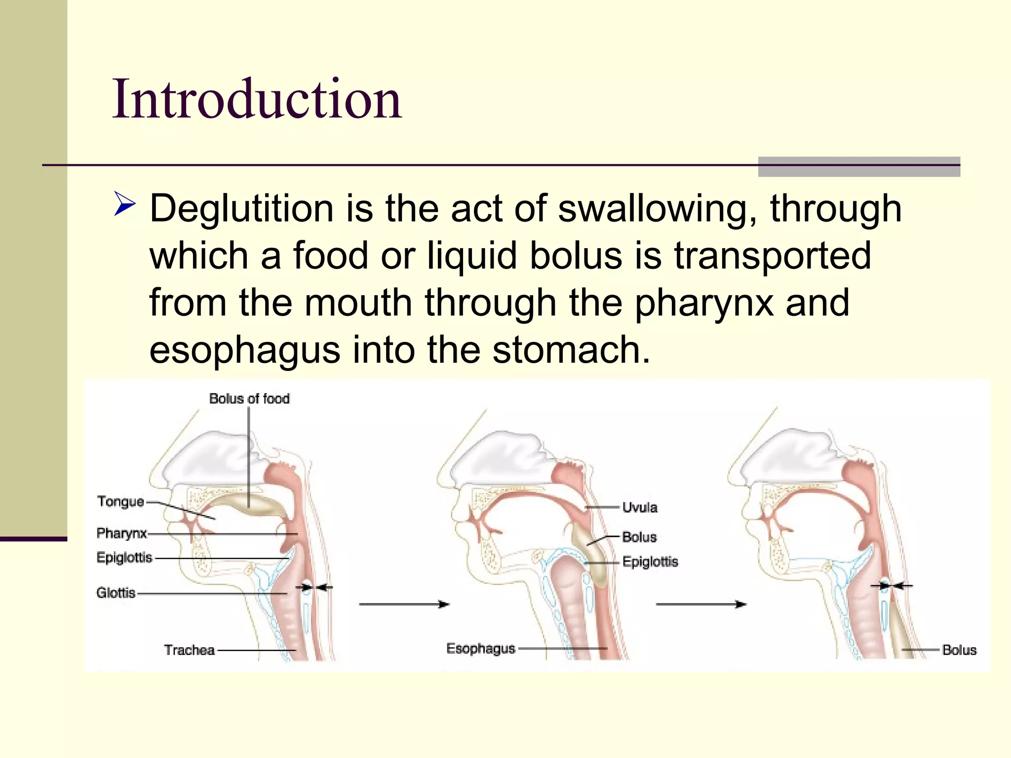 Stages of swallowing | PPT
