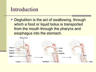 Stages of swallowing | PPT