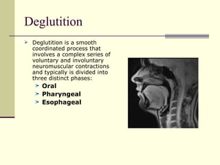 Stages of swallowing | PPT