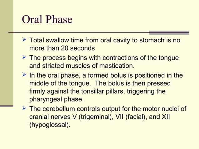 Stages of swallowing | PPT