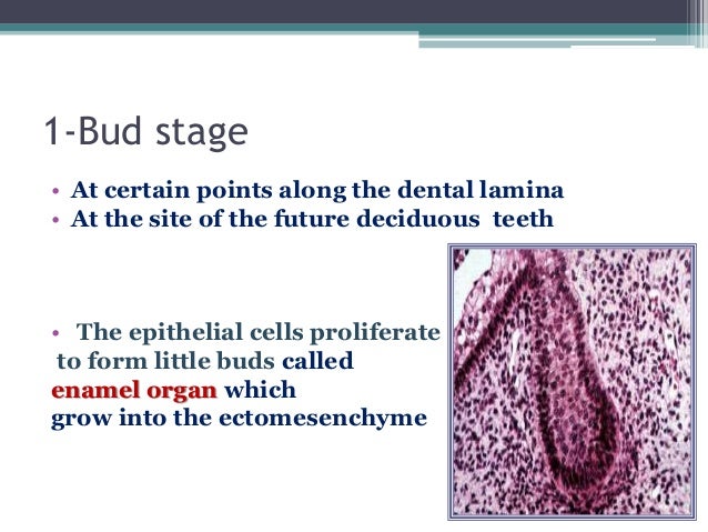 Stages of tooth development