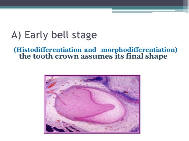 Stages of tooth development