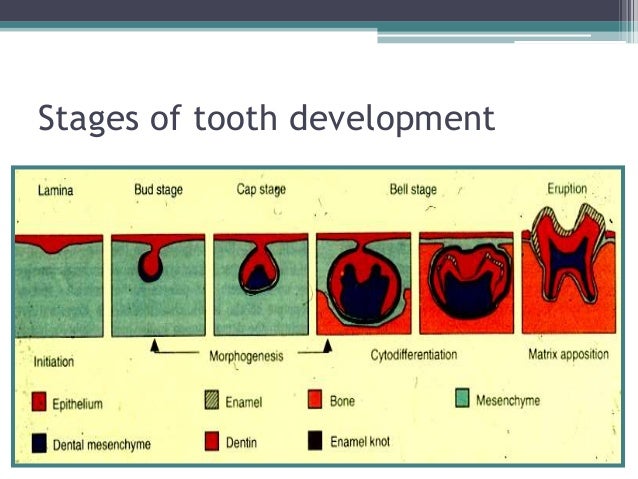 Stages of tooth development