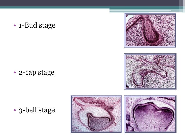 Stages of tooth development