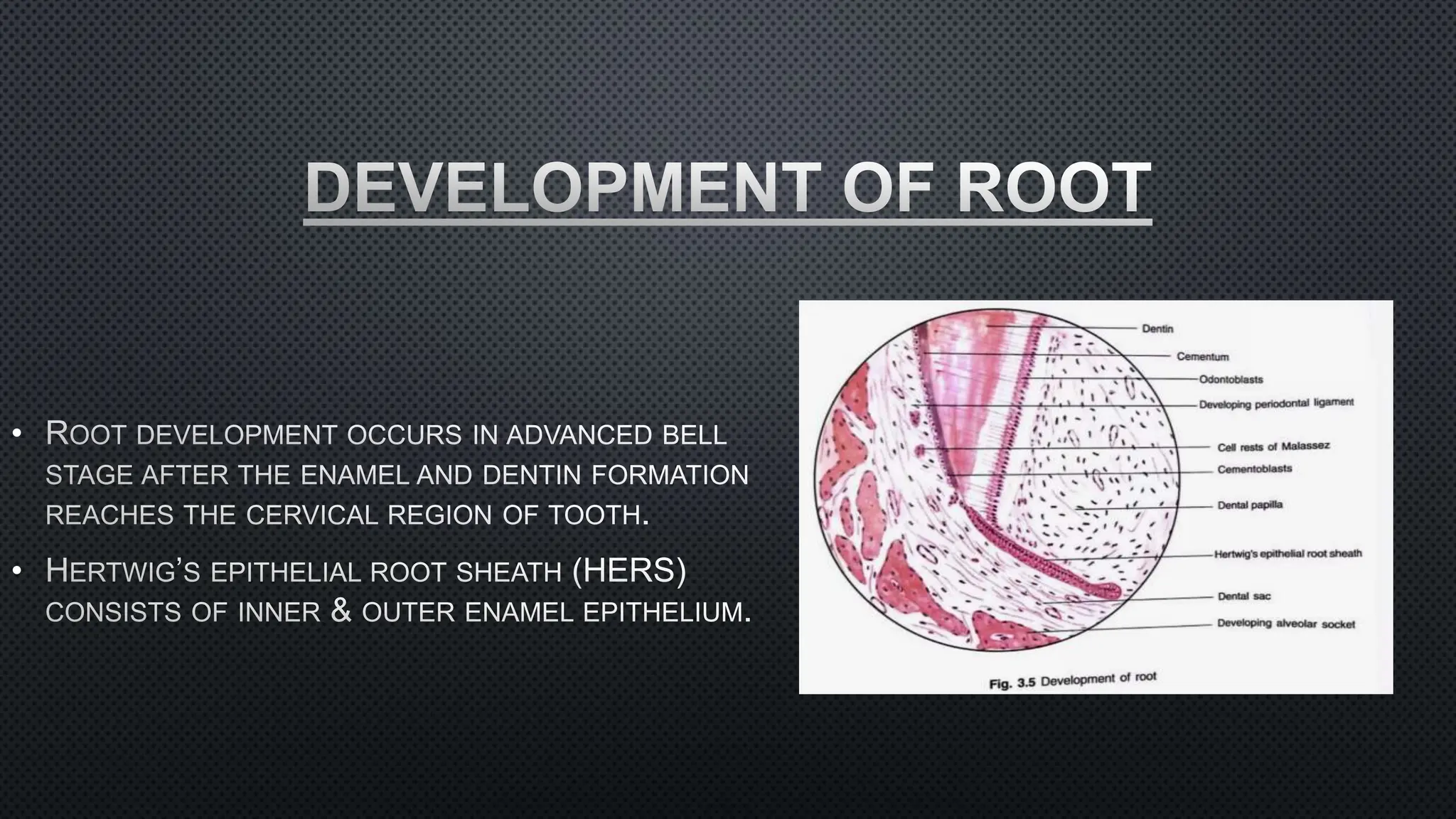 Stages of Tooth dev............elopment.pptx