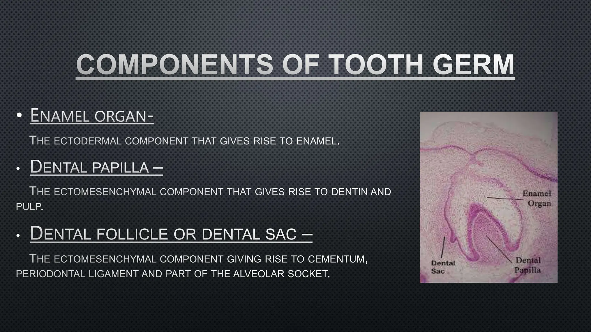 Stages of Tooth dev............elopment.pptx