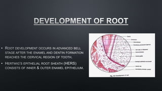 Stages of Tooth dev............elopment.pptx