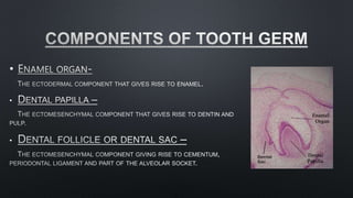 Stages of Tooth dev............elopment.pptx